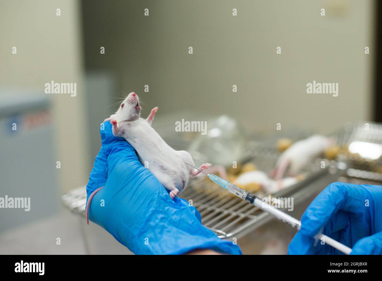 Lab rat hand hi-res stock photography and images - Alamy