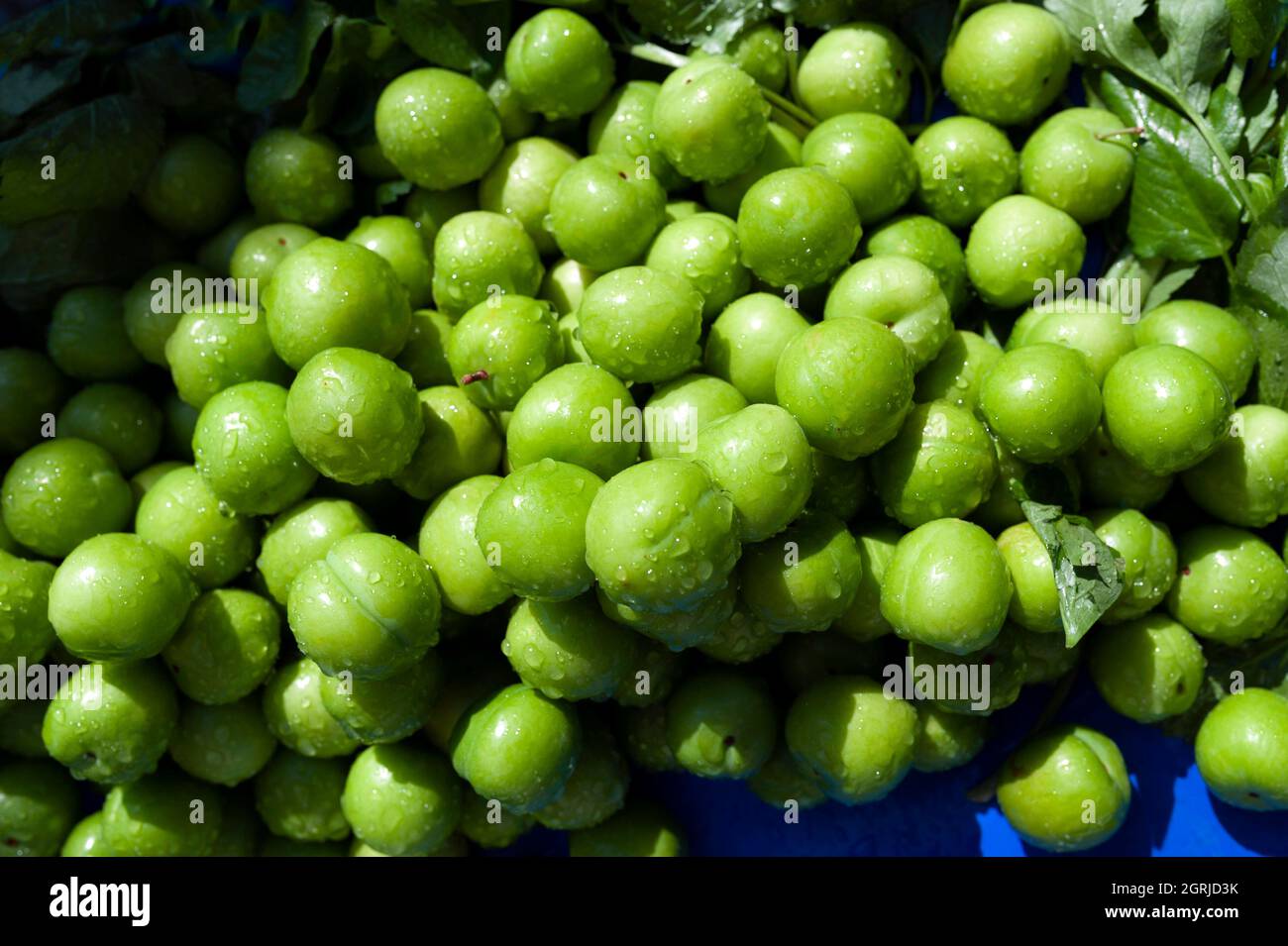 Wet green plums Stock Photo - Alamy