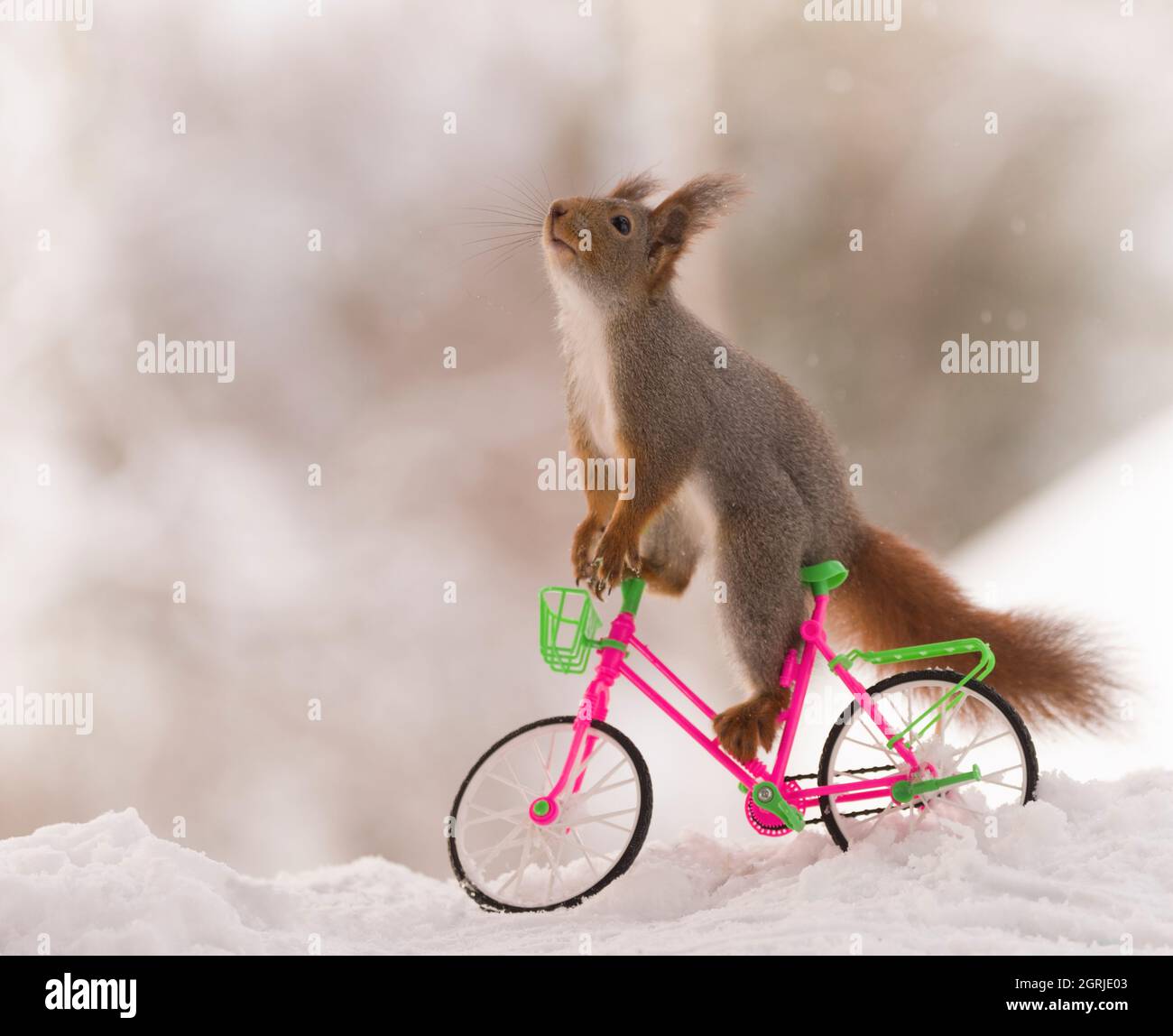 red squirrel is sitting on a bicycle Stock Photo - Alamy