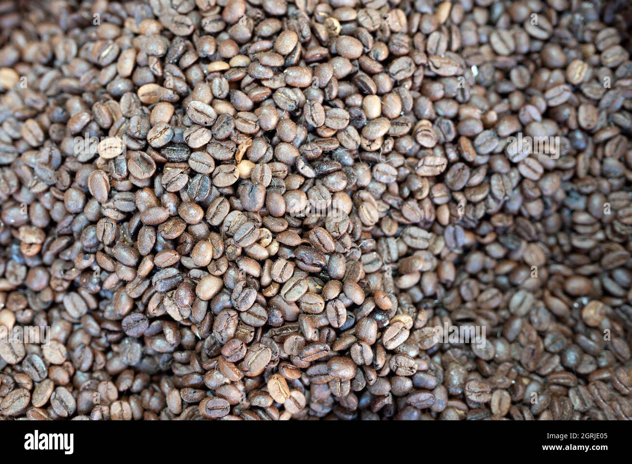 Coffee seed, raw coffee Stock Photo - Alamy