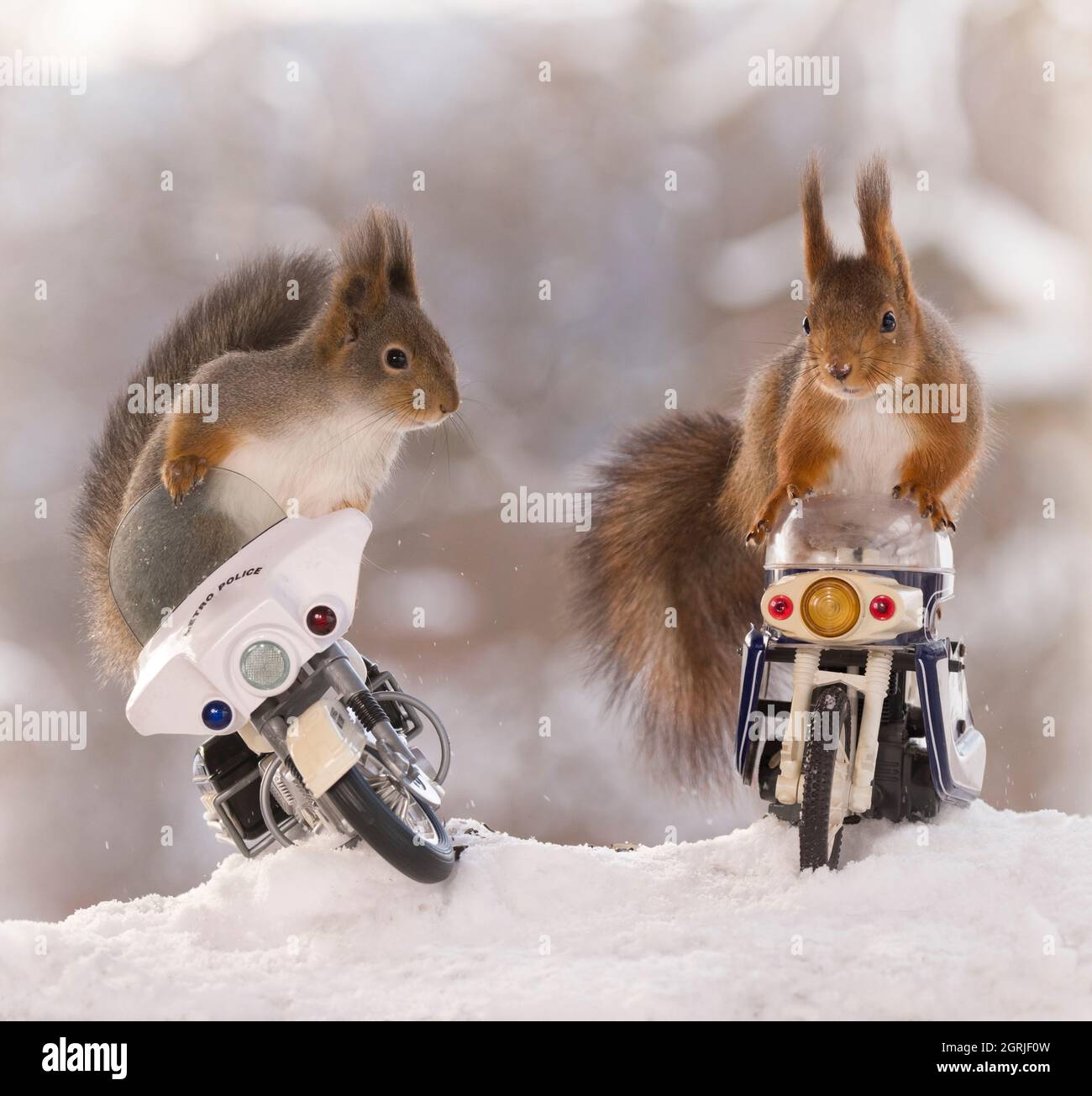Red squirrel is sitting on an cycle hi-res stock photography and images ...