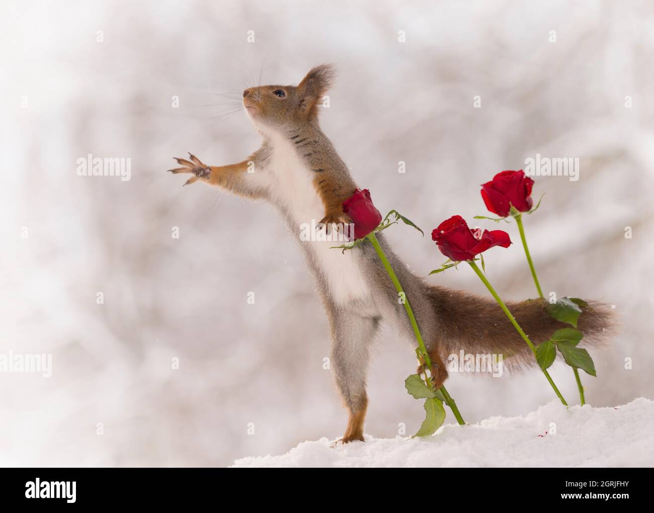 Reaching rose hi-res stock photography and images - Alamy