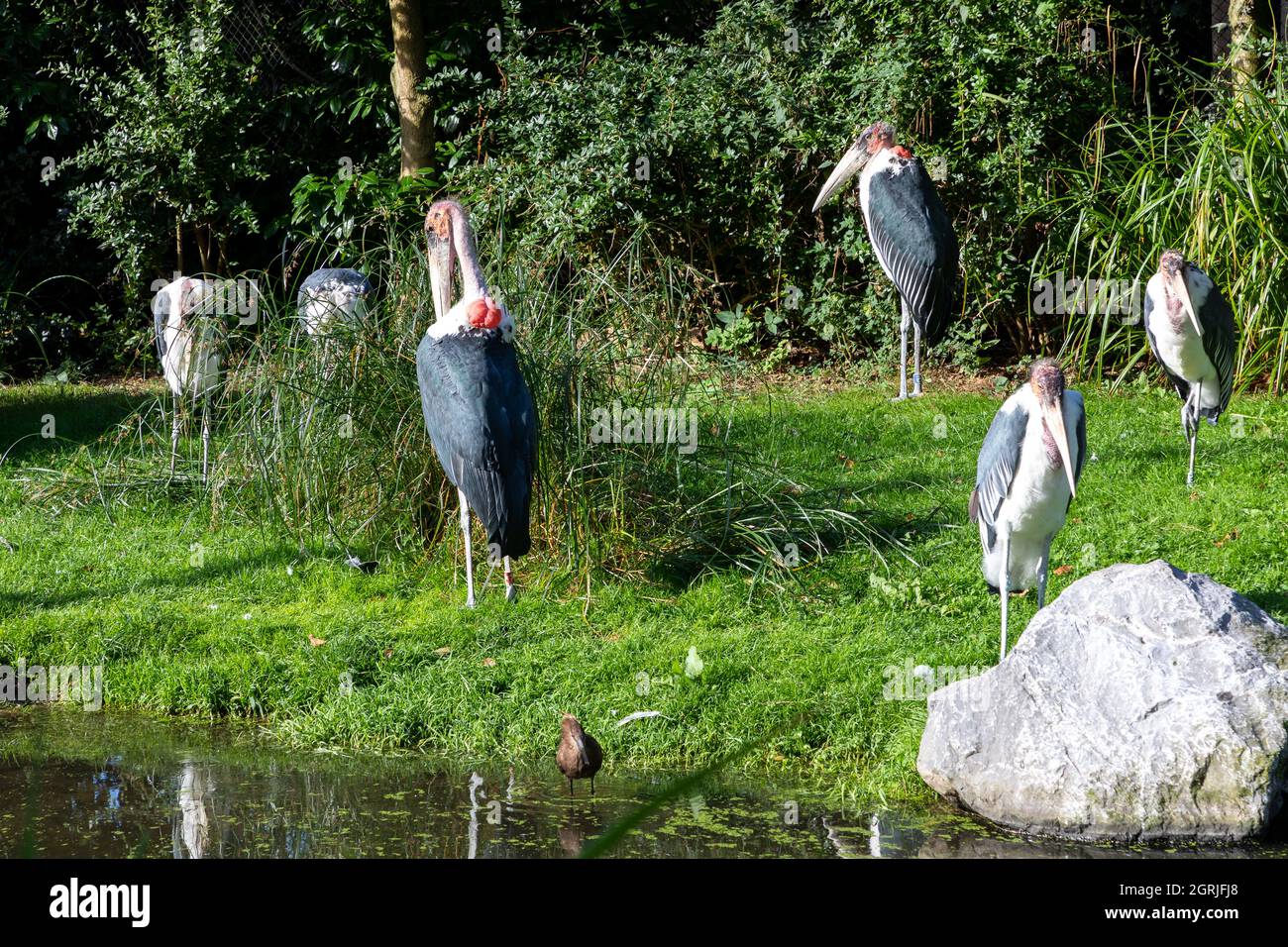 Maraboe High Resolution Stock Photography and Images - Alamy