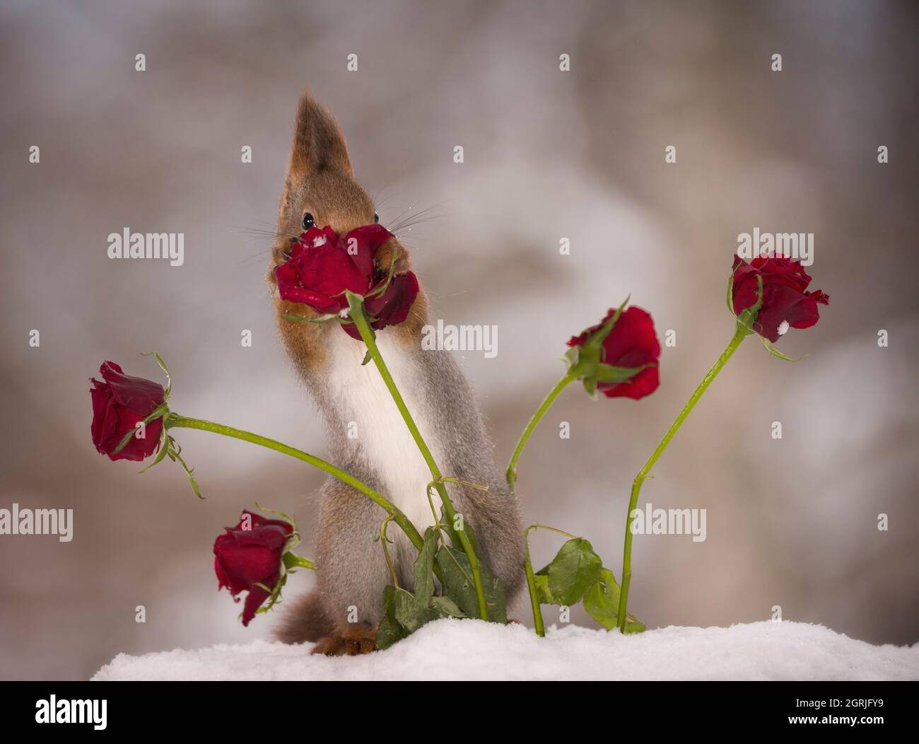 Red squirrel with a rose hi-res stock photography and images - Alamy
