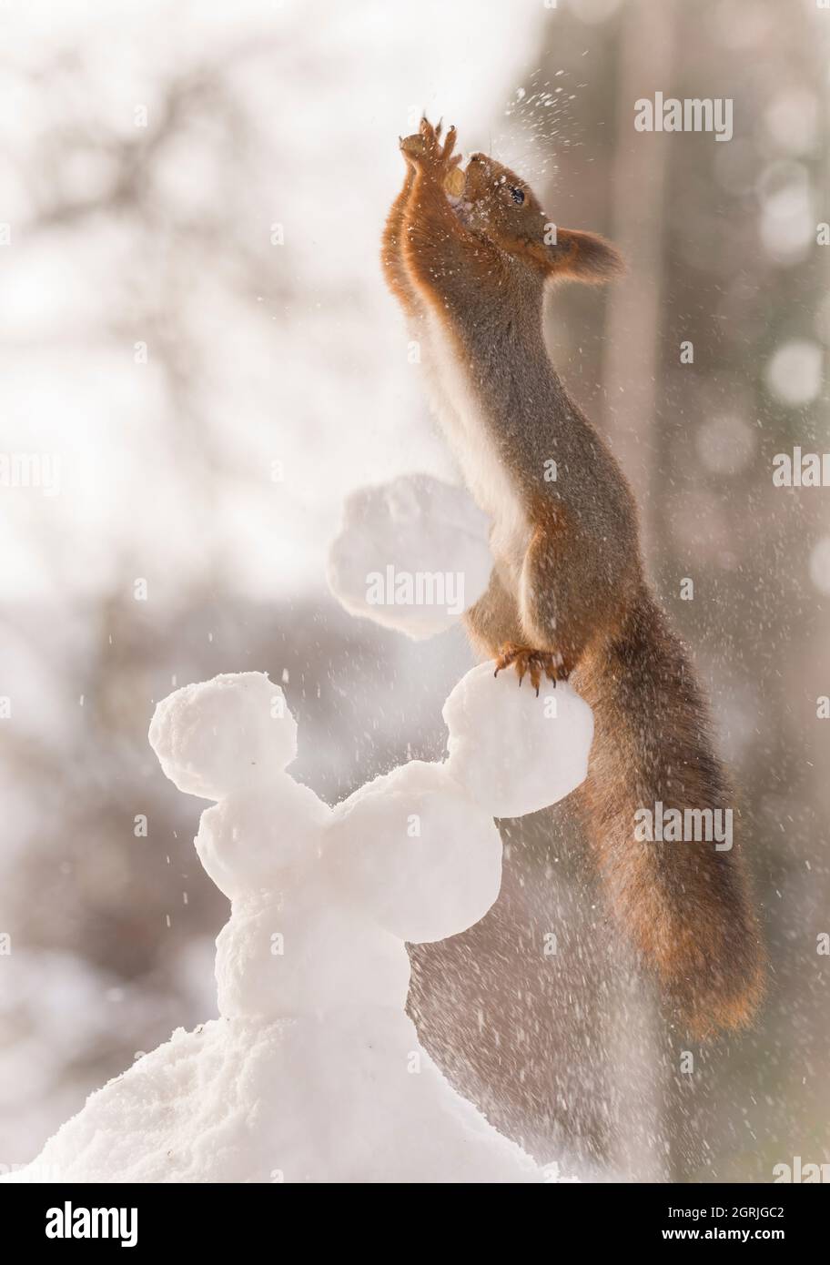 red squirrel with an falling snowball and nut Stock Photo - Alamy