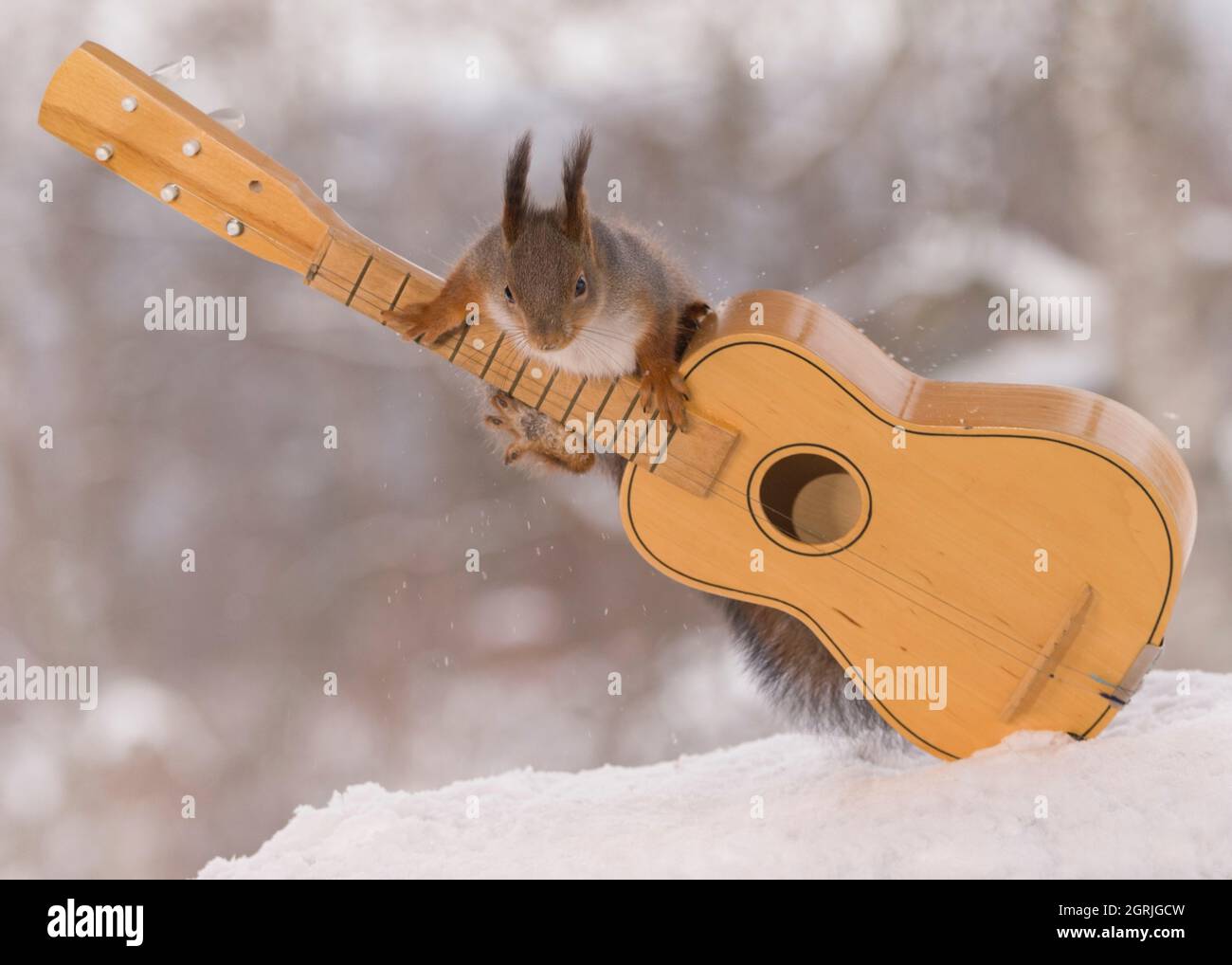 red squirrel is jumping on an guitar Stock Photo - Alamy