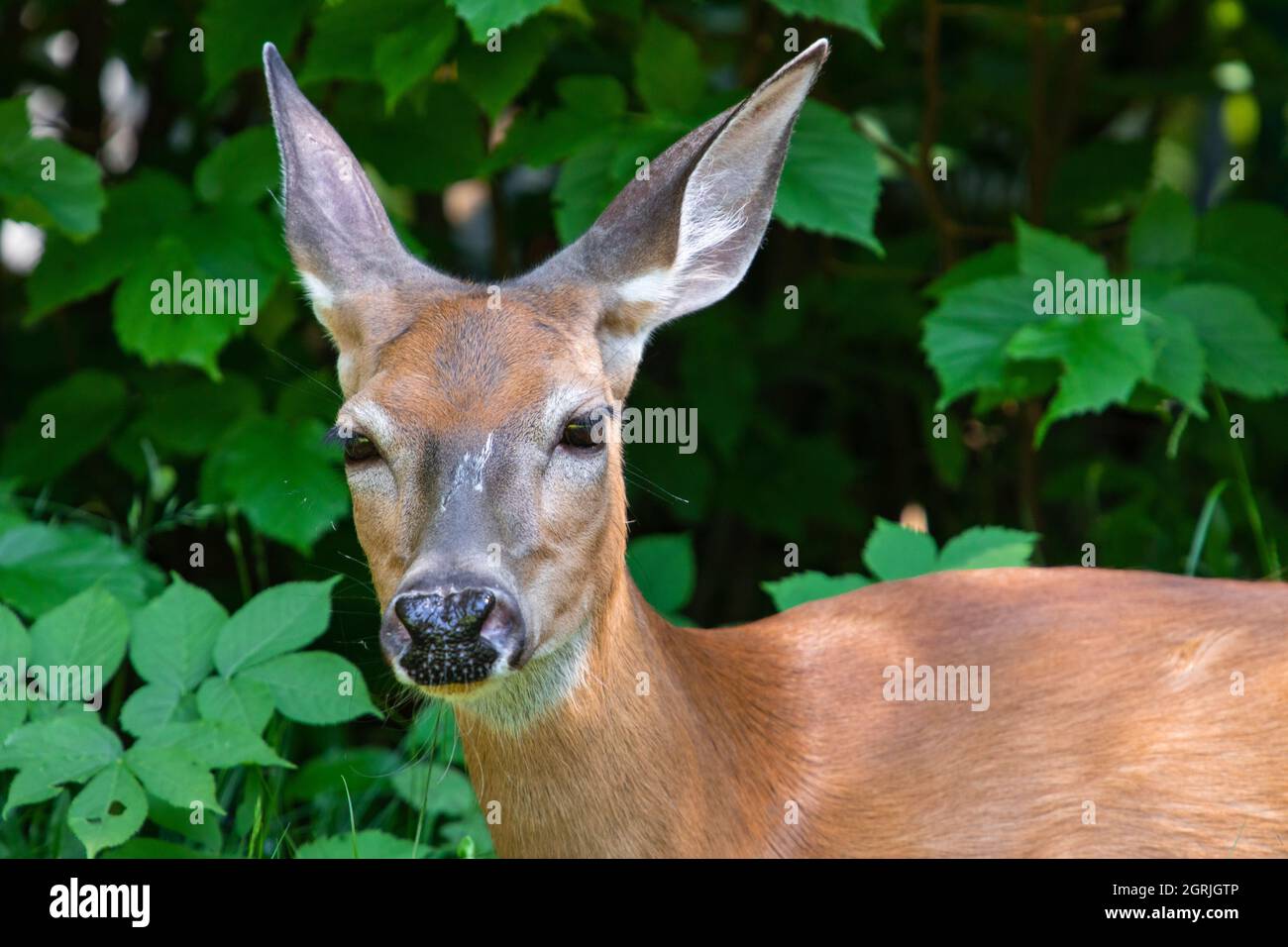 A zoomed in snapshot of a deer's face, standing beside the bushes in ...