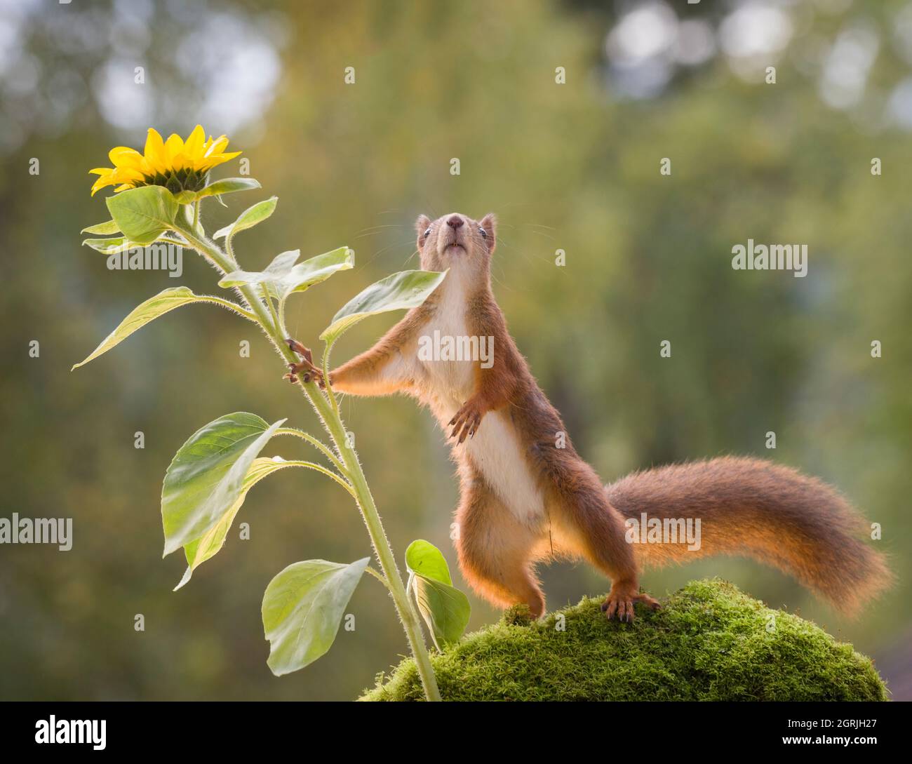 red squirrel is leaning towards a sunflower Stock Photo - Alamy