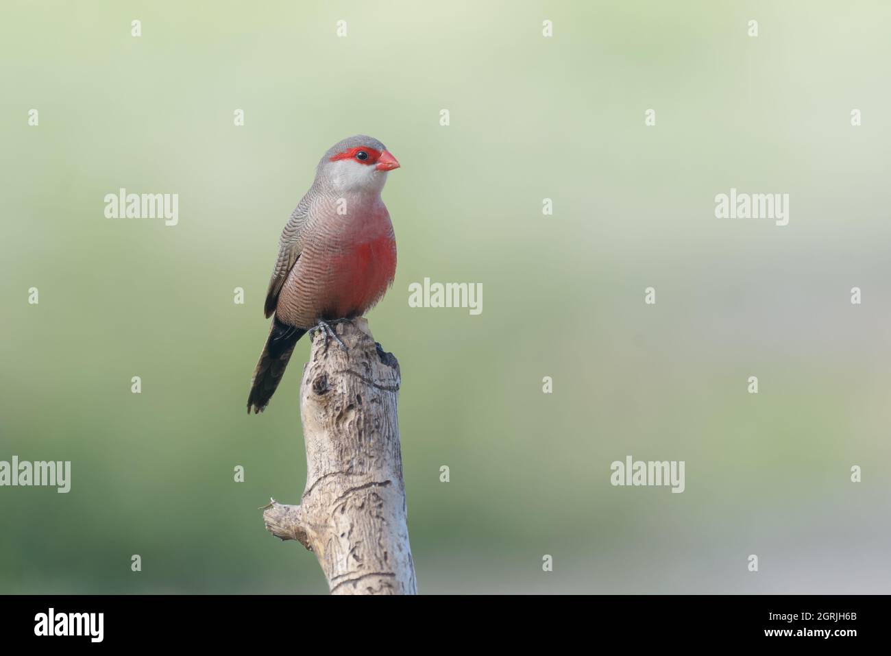 Common waxbill Estrilda astrild adult male Stock Photo - Alamy
