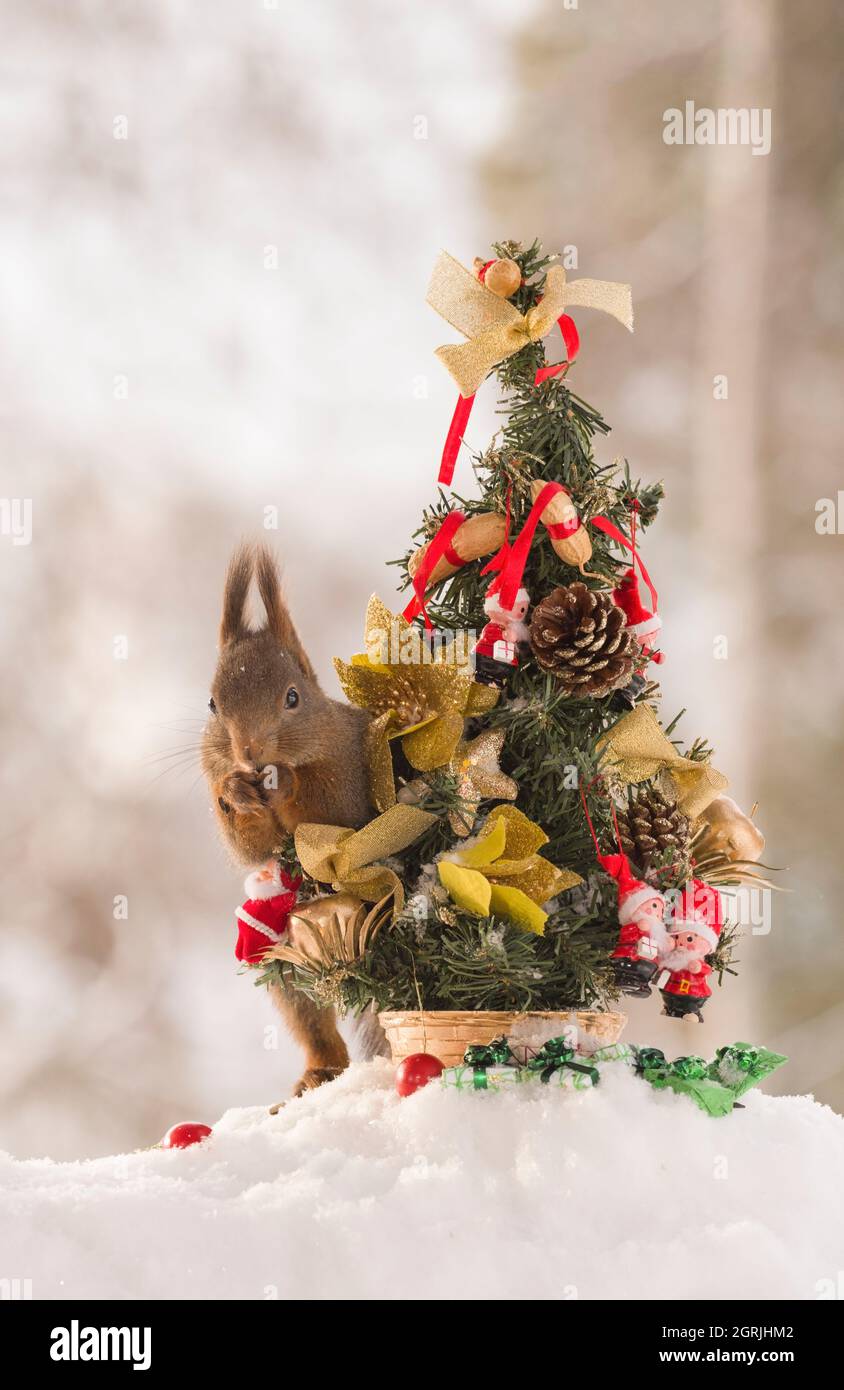 red squirrel standing behind an christmas tree Stock Photo - Alamy