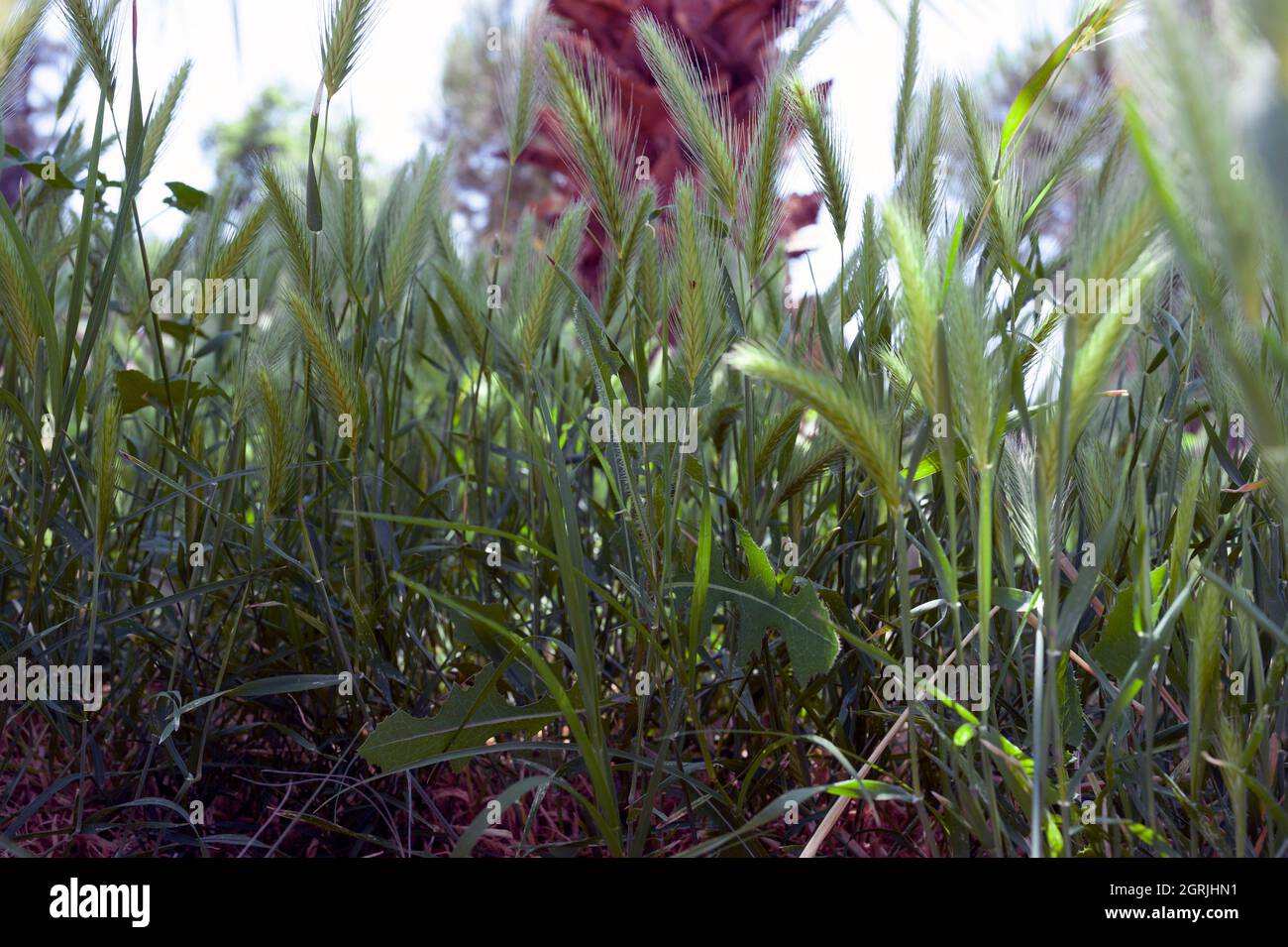 Torn plant part hi-res stock photography and images - Alamy