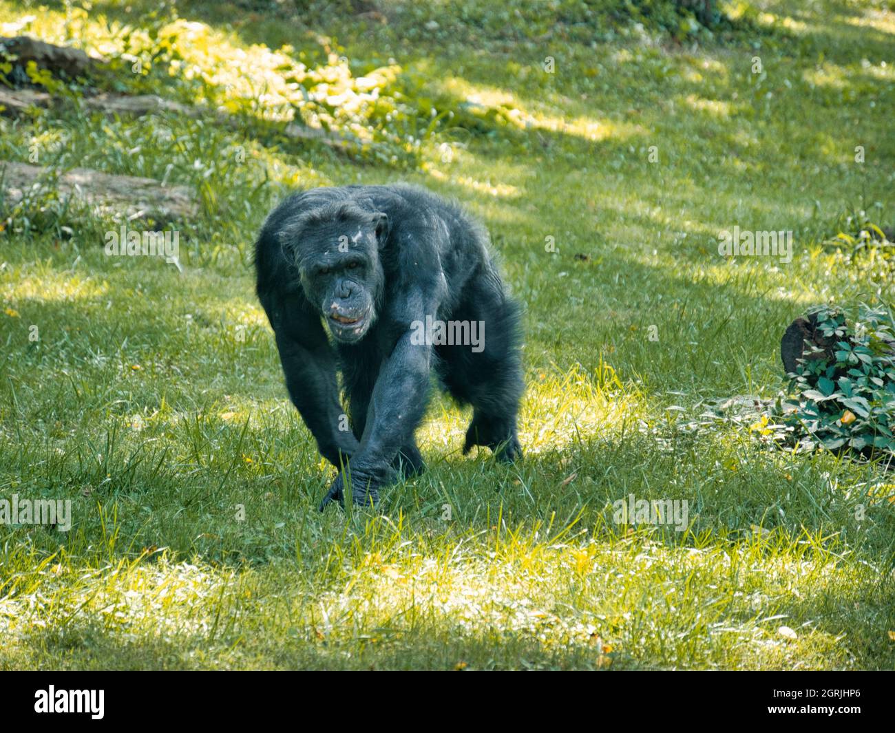 Monkey in Kansas City Zoo Stock Photo - Alamy