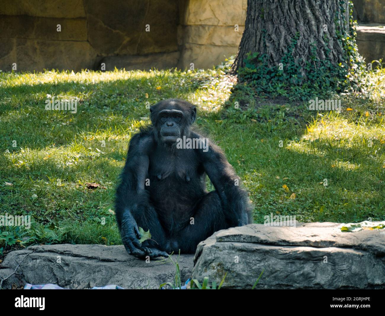 Monkey in Kansas City Zoo Stock Photo - Alamy