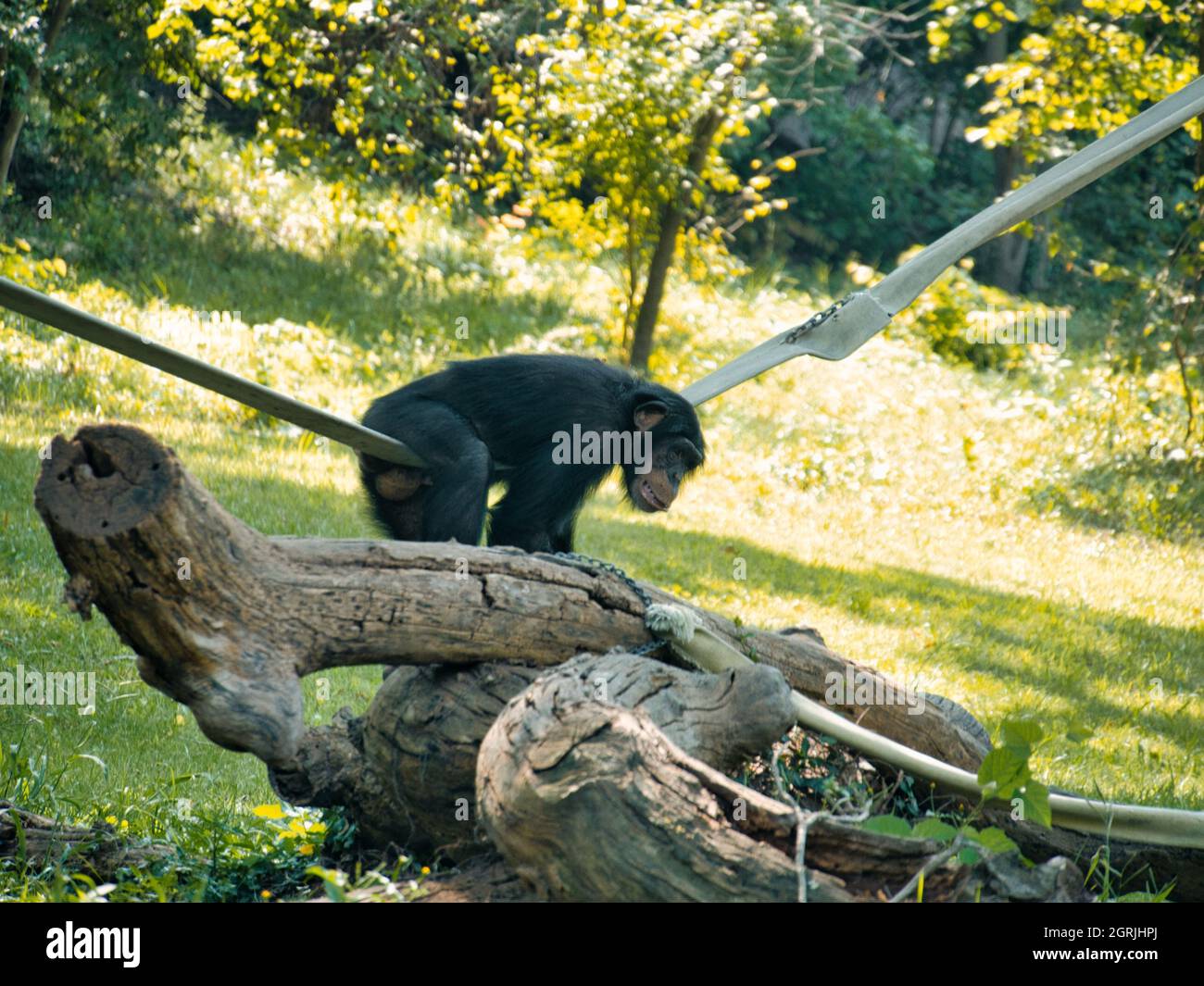 Monkey in Kansas City Zoo Stock Photo - Alamy