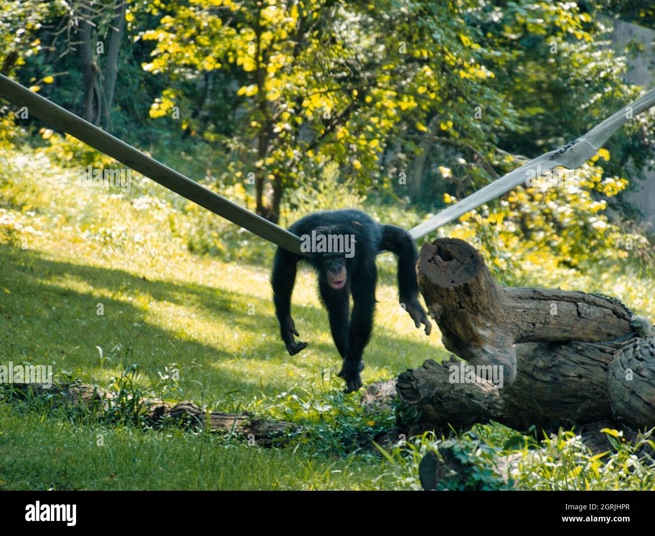 Monkey in Kansas City Zoo Stock Photo - Alamy