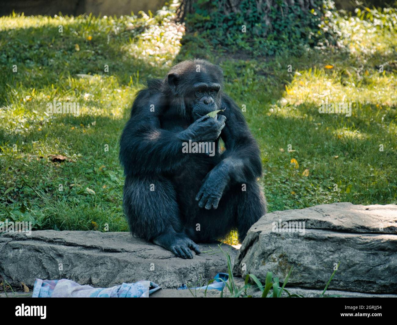 Monkey in Kansas City Zoo Stock Photo - Alamy