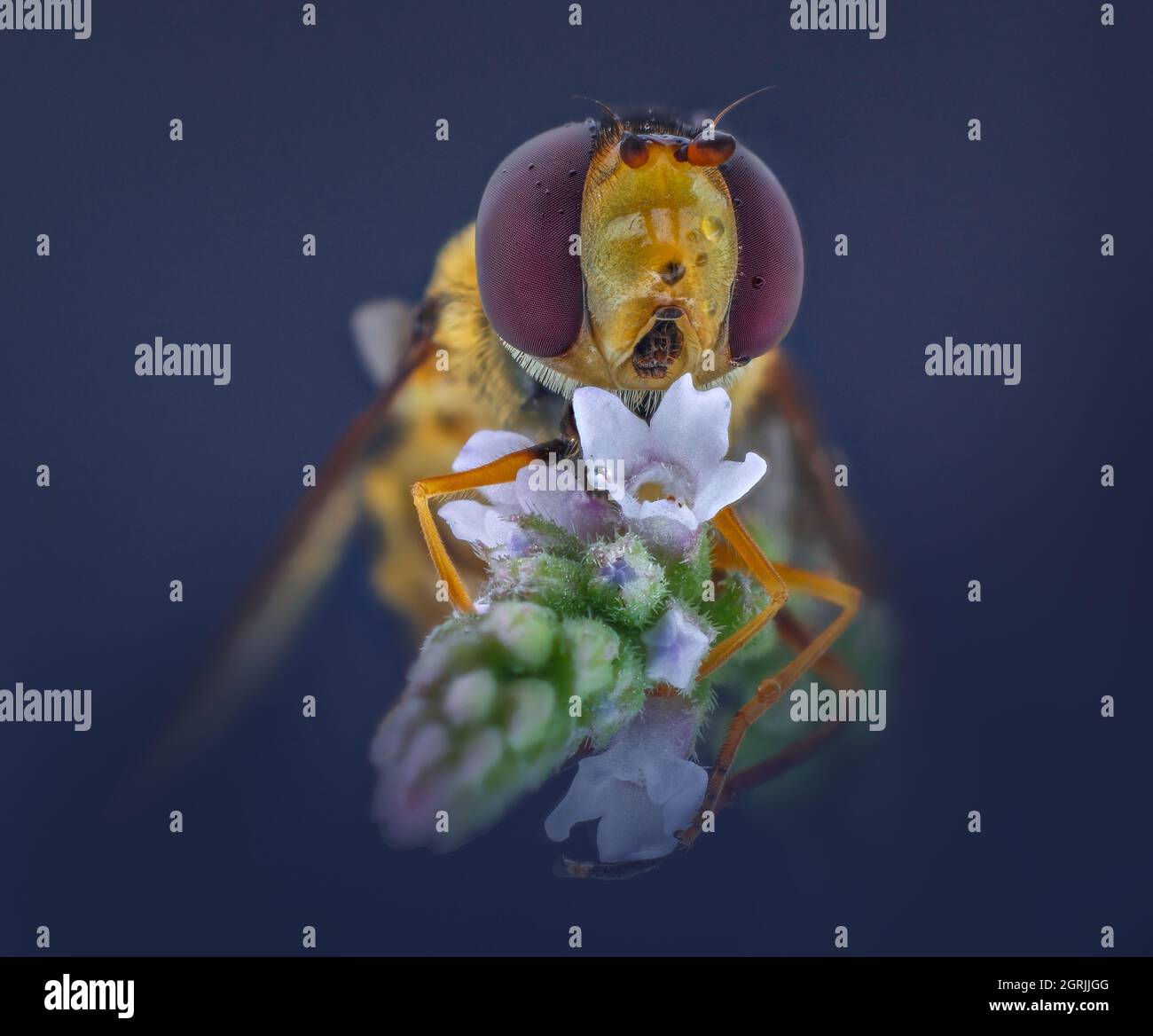 Macro photography of a Eupeodes corollae fly Stock Photo - Alamy