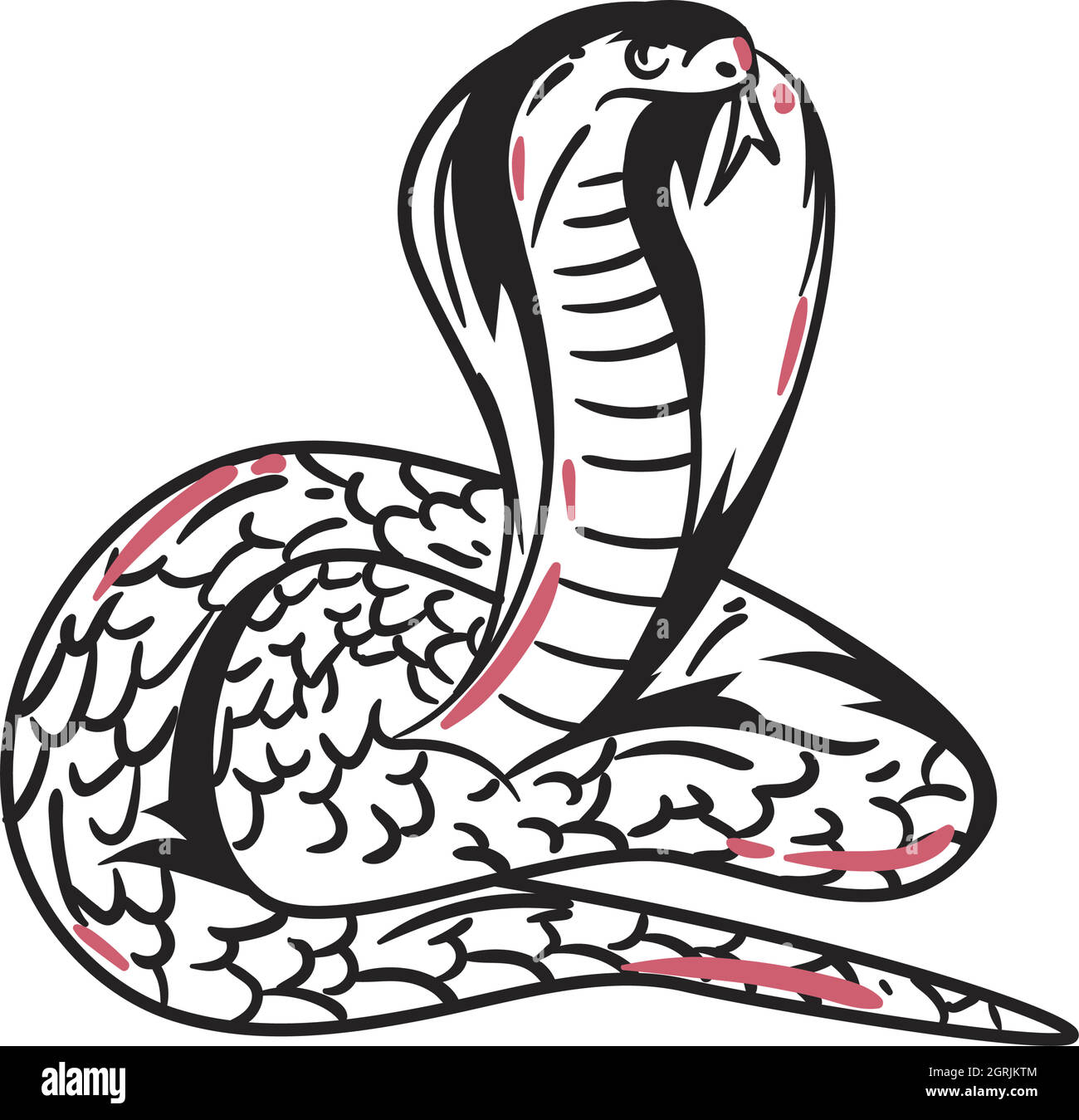 Snake animal on white background Stock Vector Image & Art - Alamy