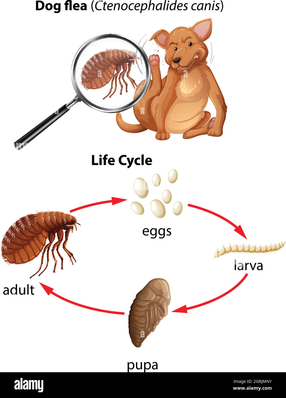 A life cycle of dog flea Stock Vector Image & Art - Alamy