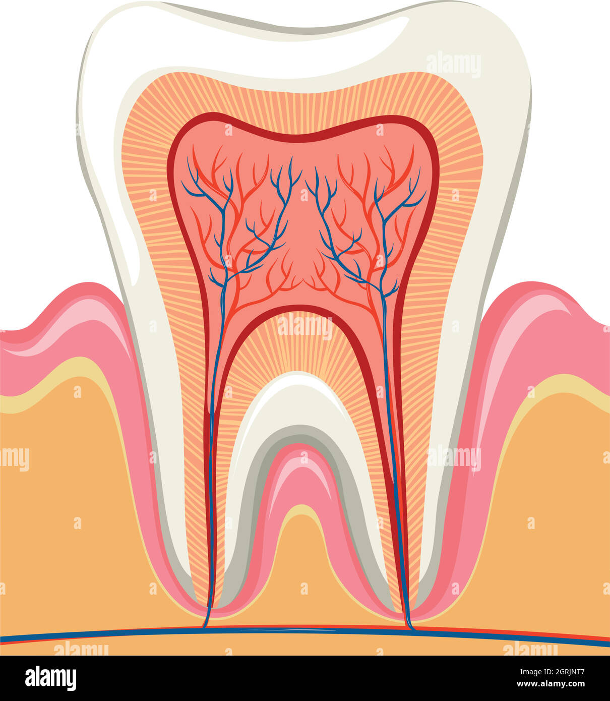 Inside on a single tooth Stock Vector Image & Art - Alamy