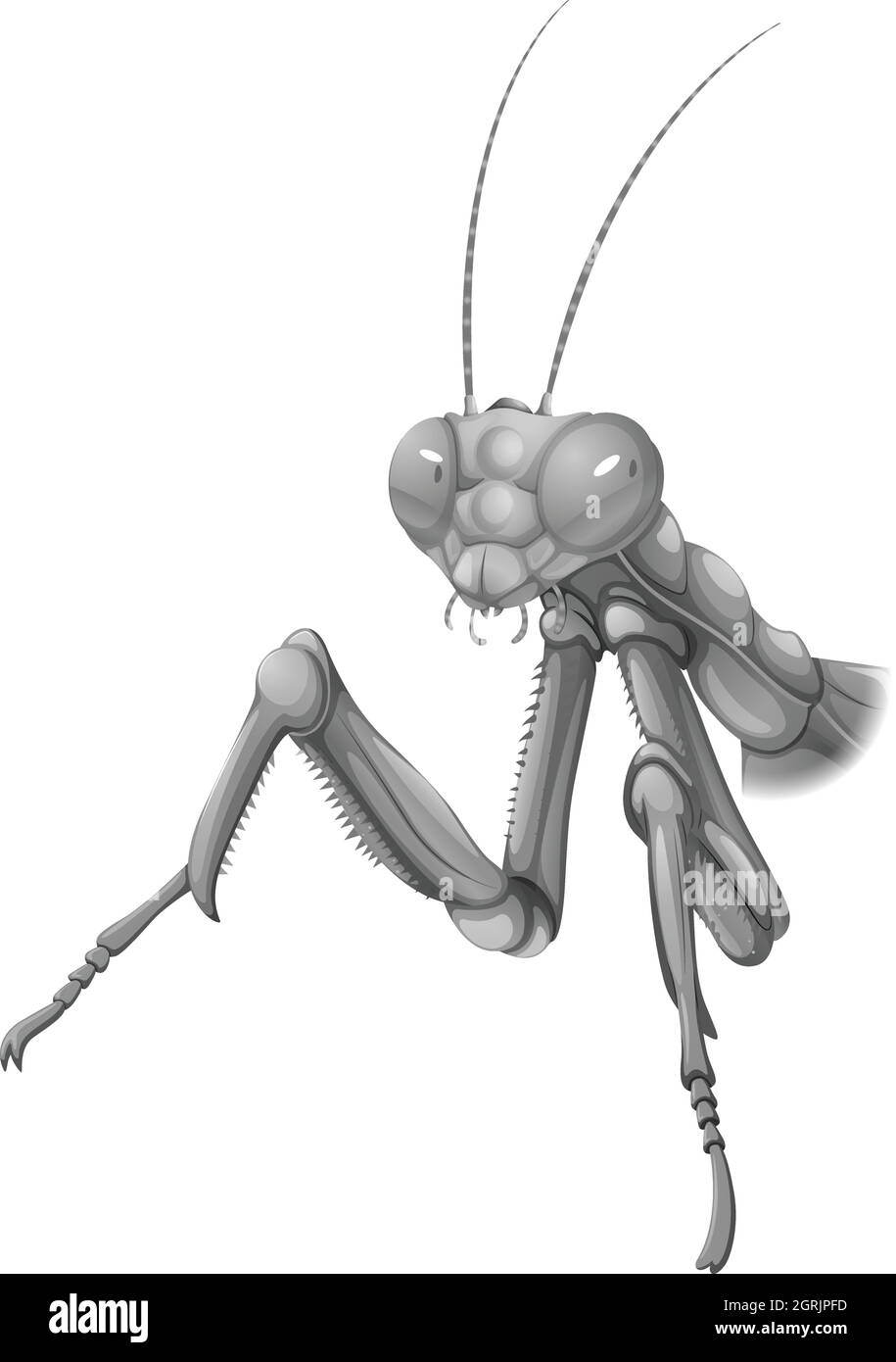 A grey praying mantis Stock Vector Image & Art - Alamy