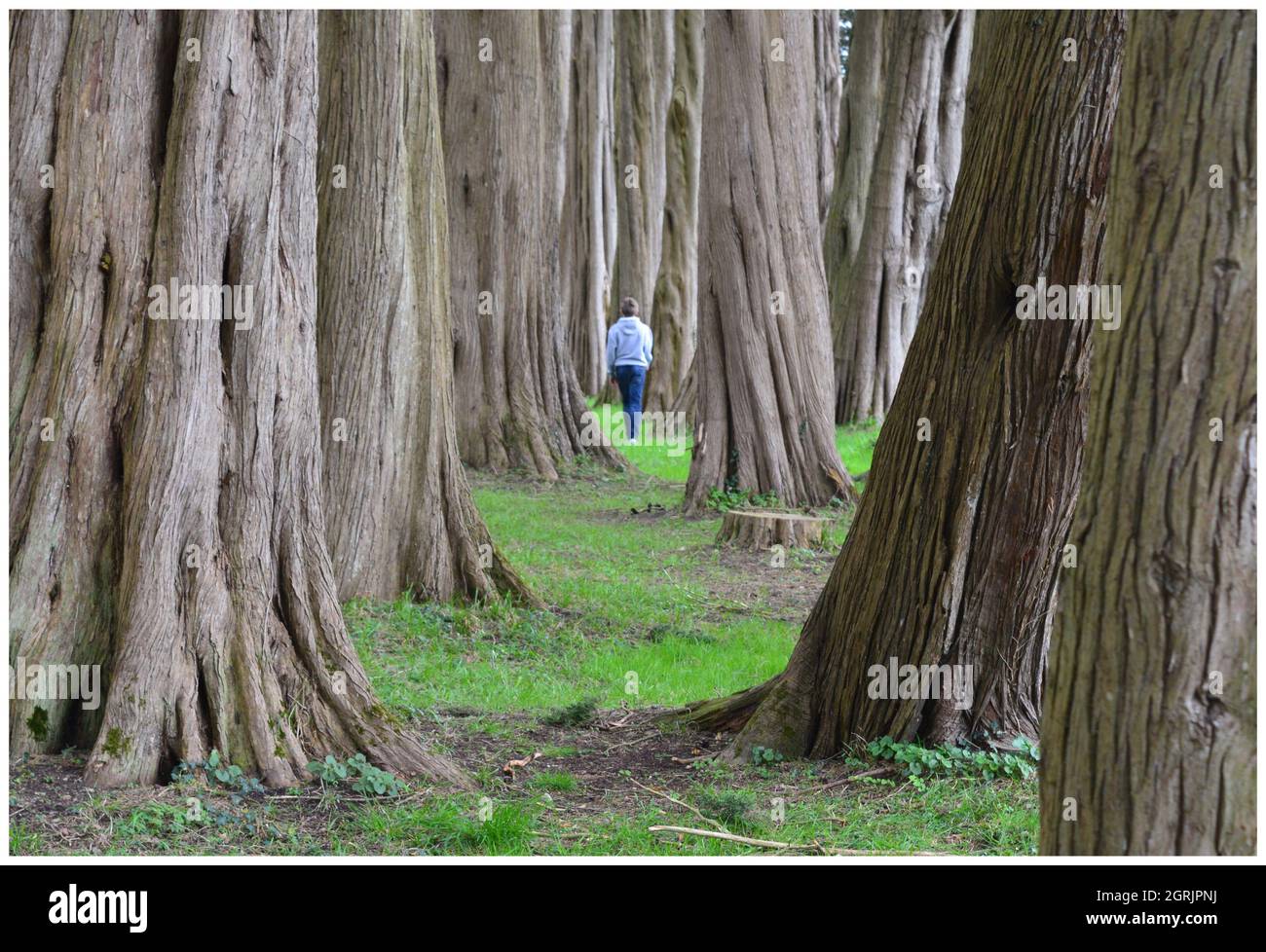 Men in tree Cut Out Stock Images & Pictures - Alamy
