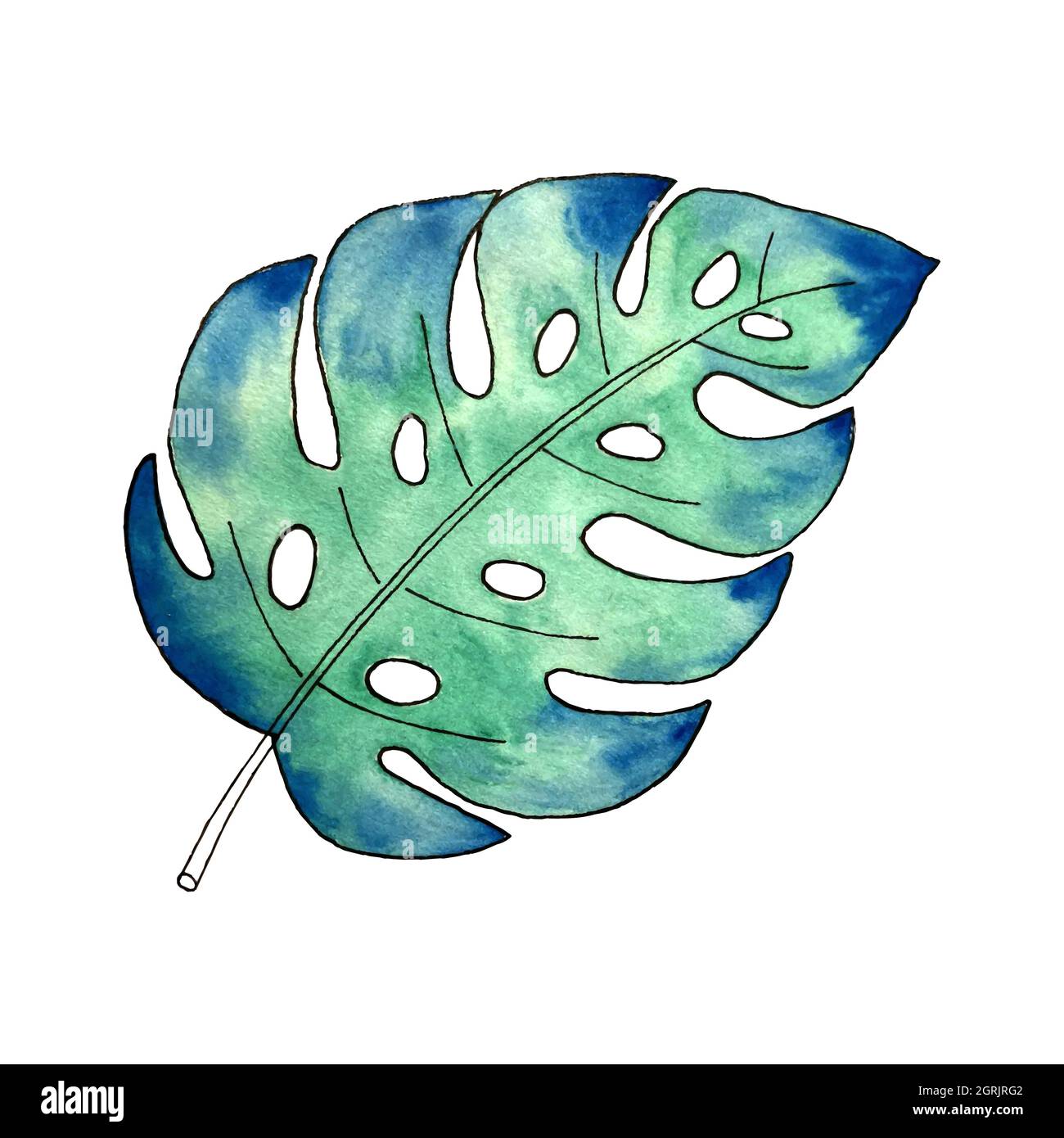 Monstera leaf decor watercolor, isolated, white background. Vector ...