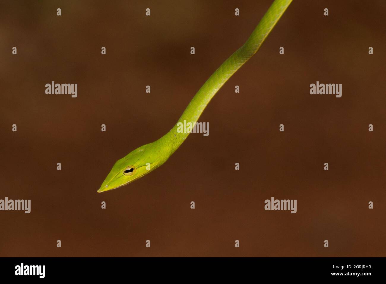 Is the green vine snake poisonous hi-res stock photography and images ...