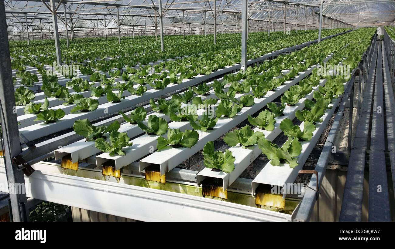 Field vegetables malaysia hi-res stock photography and images - Alamy