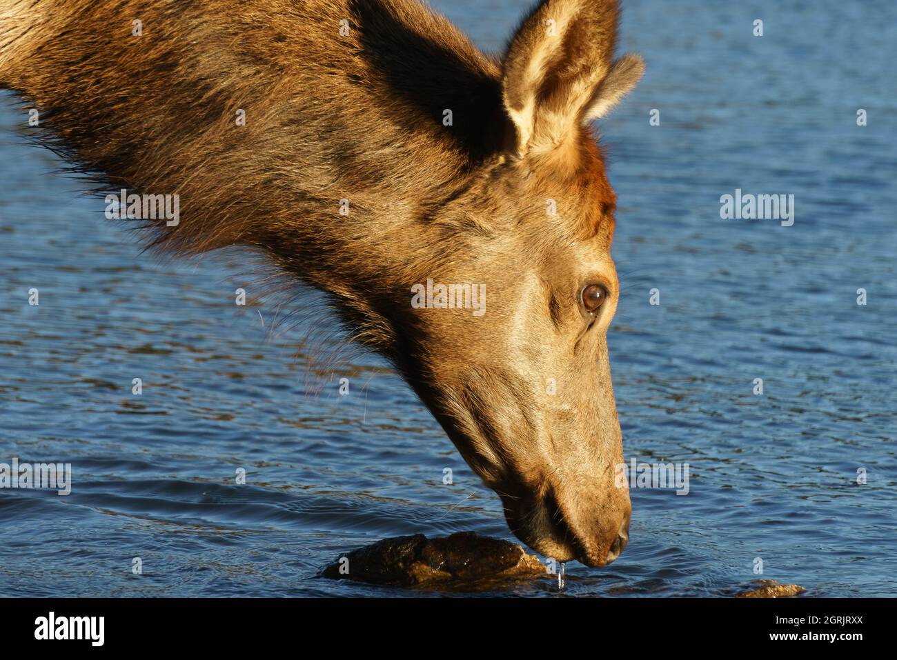 Female elk drinking hi-res stock photography and images - Alamy