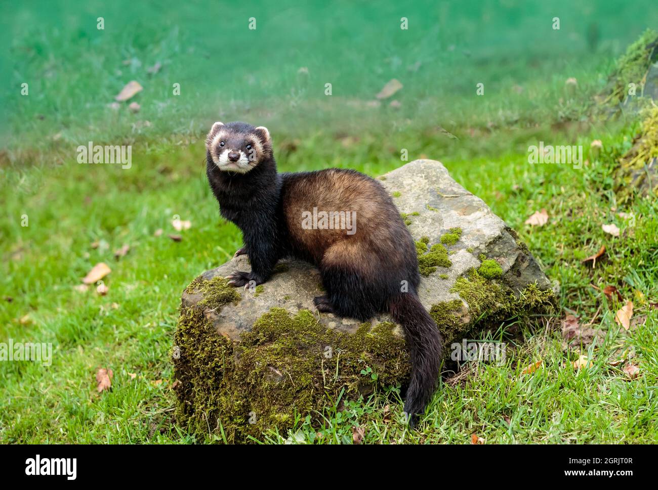 Wild european ferret hi-res stock photography and images - Alamy