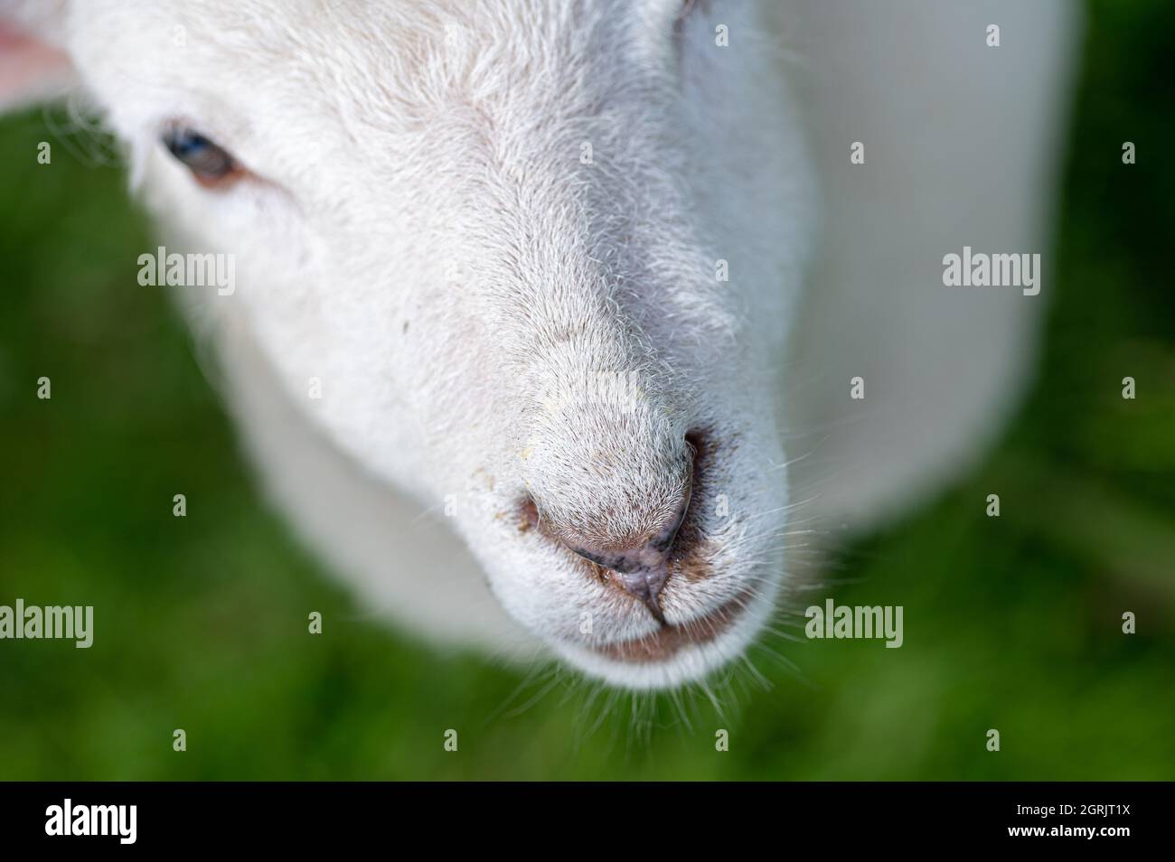 Valais black nose sheep hi-res stock photography and images - Alamy