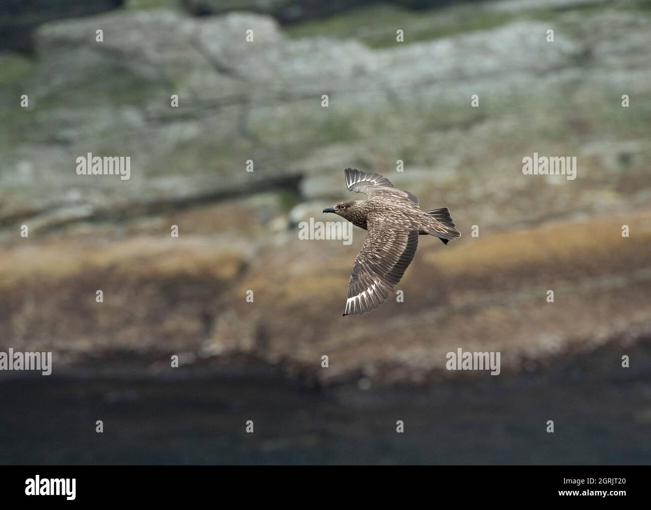 Skua great Stercorarius skua, in flight, Sumburgh Head RSPB Reserve ...