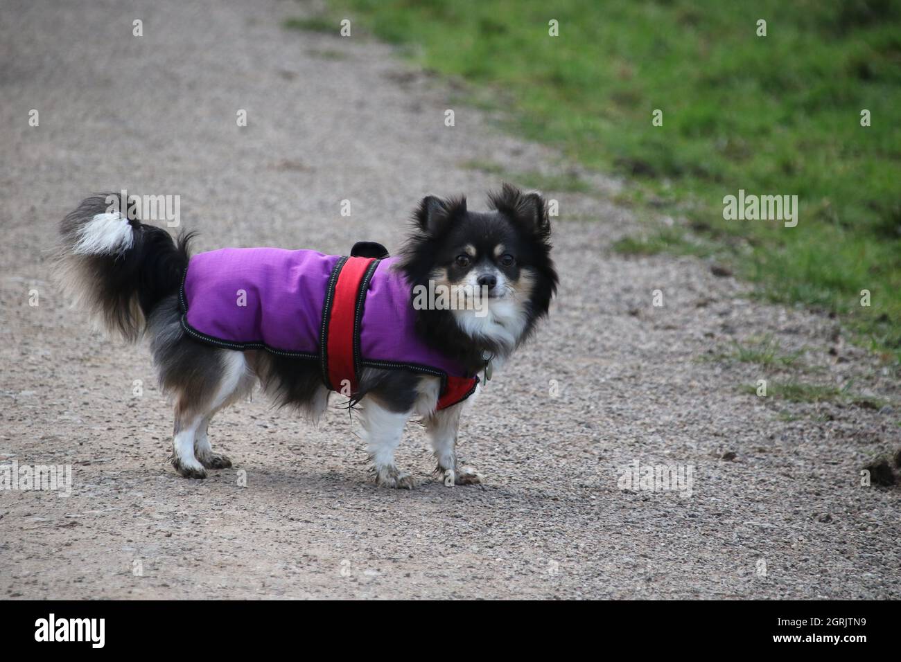Woking dog hi-res stock photography and images - Alamy