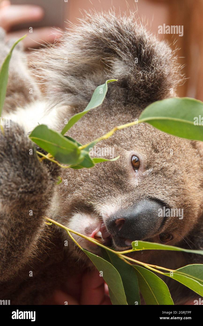 Wild animals eating human food hi-res stock photography and images - Alamy