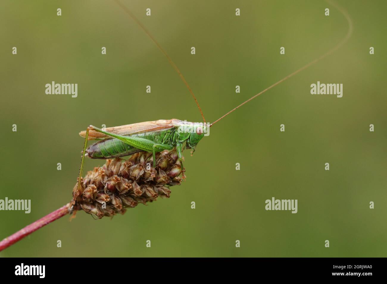 Long winged cone head cricket hi-res stock photography and images - Alamy