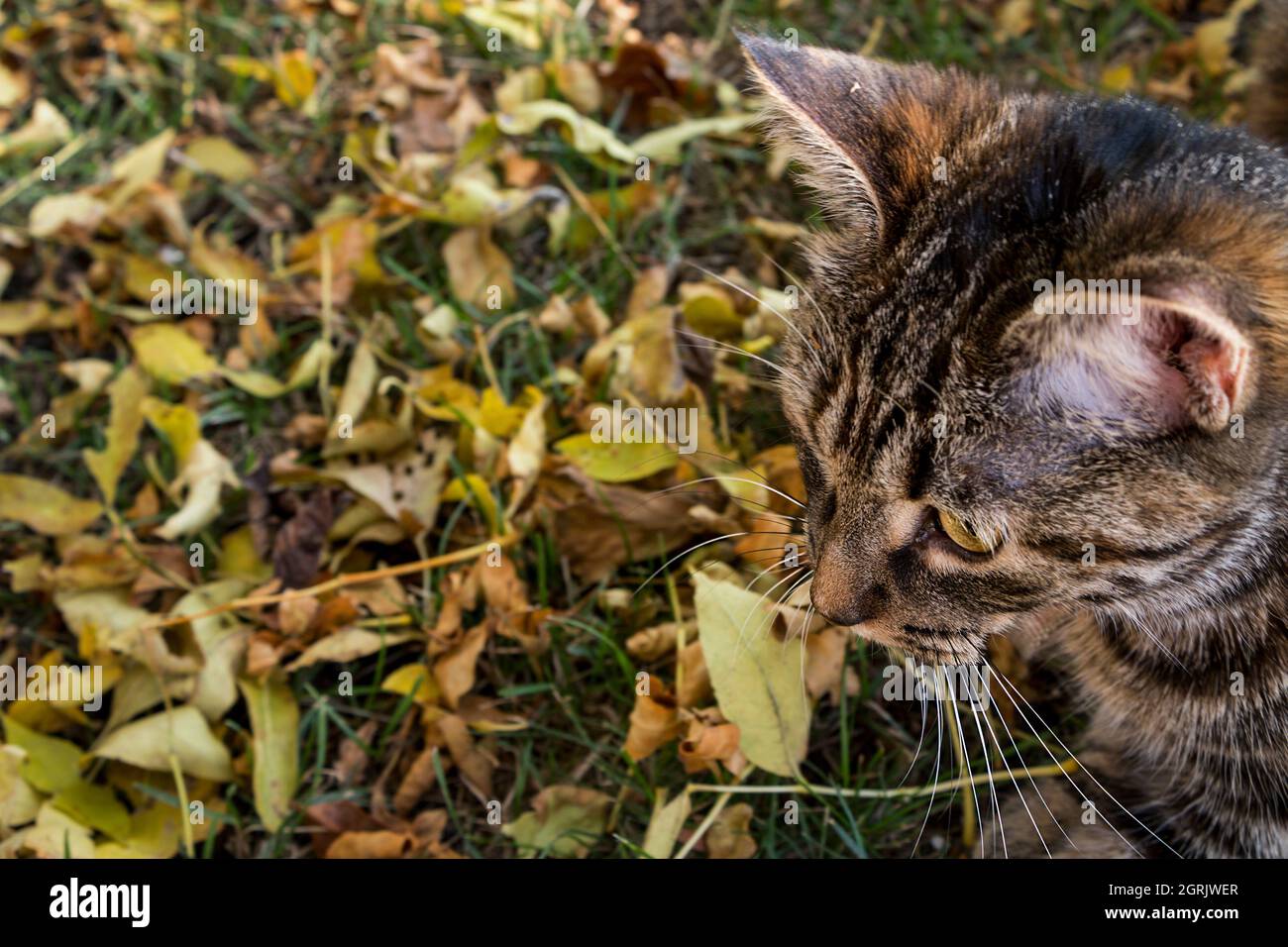 Cat in leaves hi-res stock photography and images - Alamy