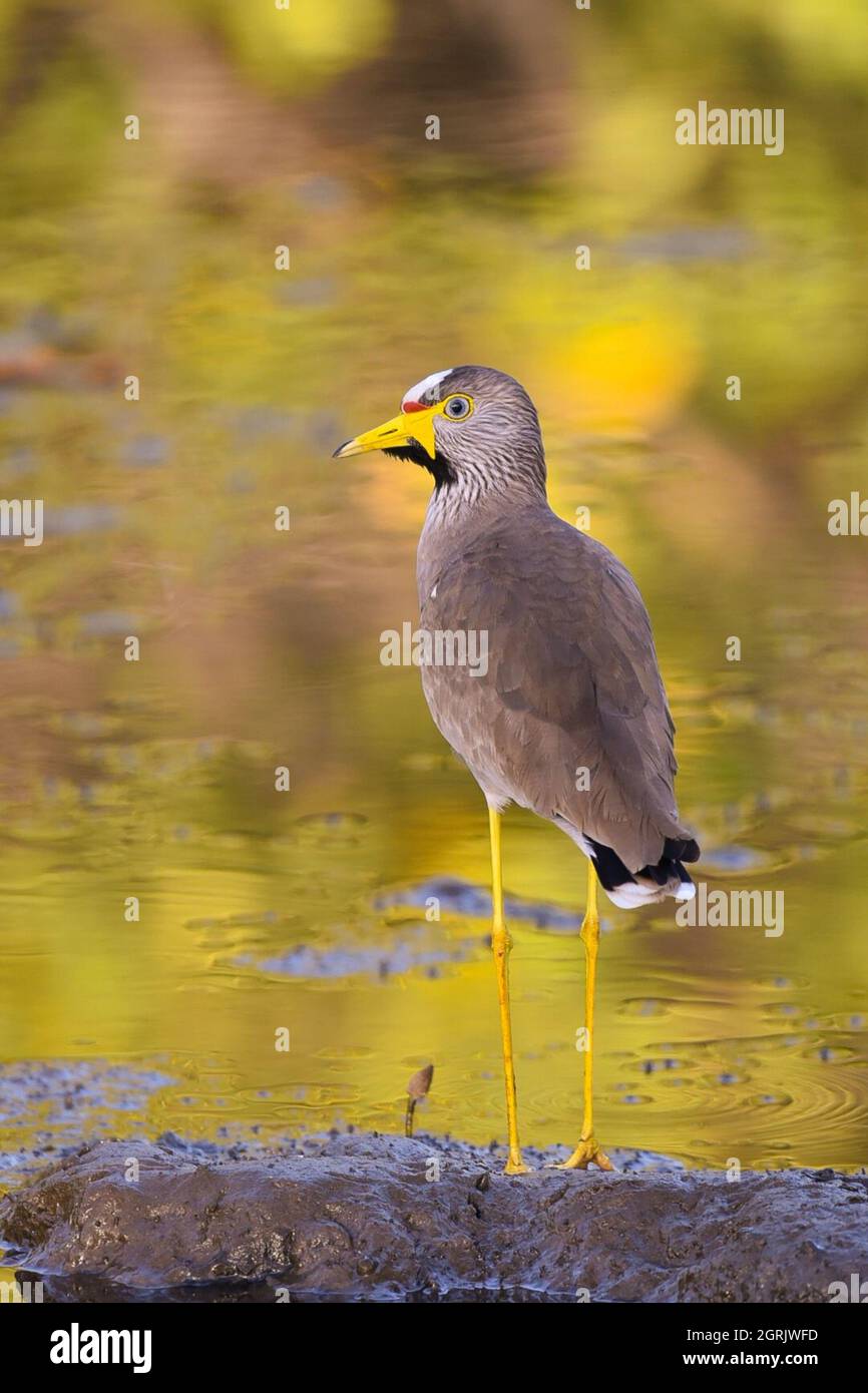 African wattle lapwing hi-res stock photography and images - Alamy
