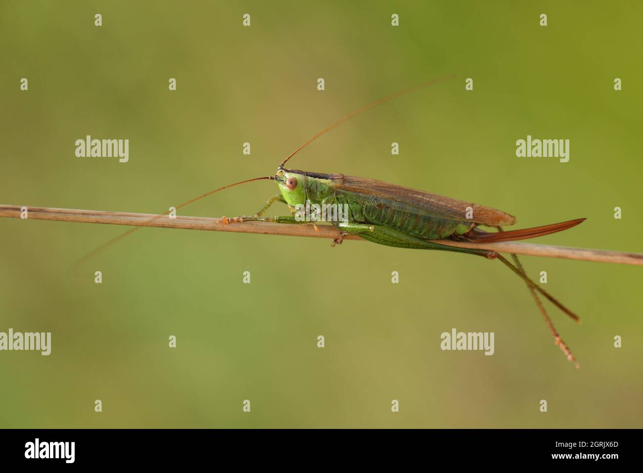 Long winged cone head cricket hi-res stock photography and images - Alamy