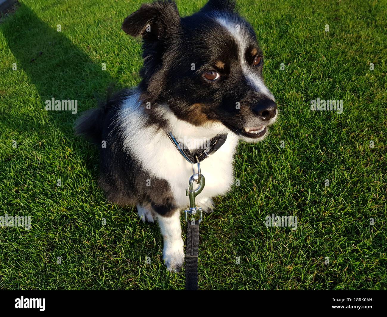 Adopted animals hi-res stock photography and images - Alamy