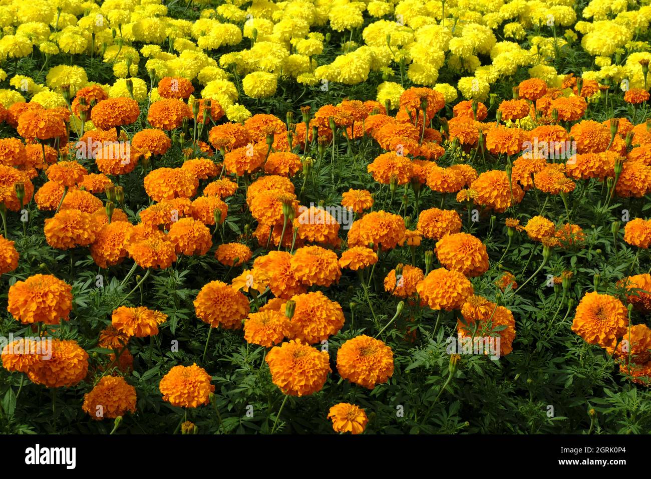 Yellow orange african marigold hi-res stock photography and images - Alamy