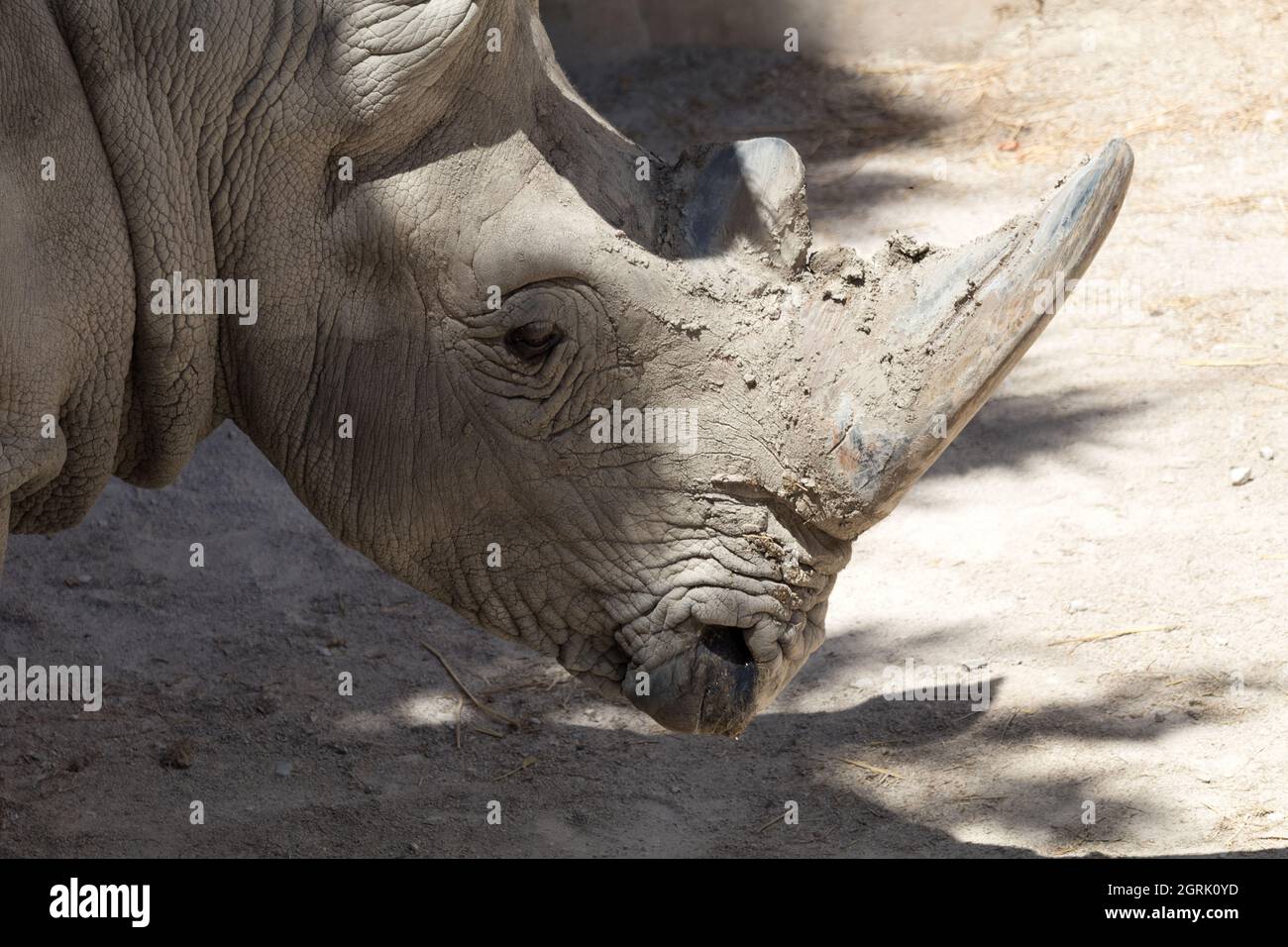 Rinoceronte hi-res stock photography and images - Alamy