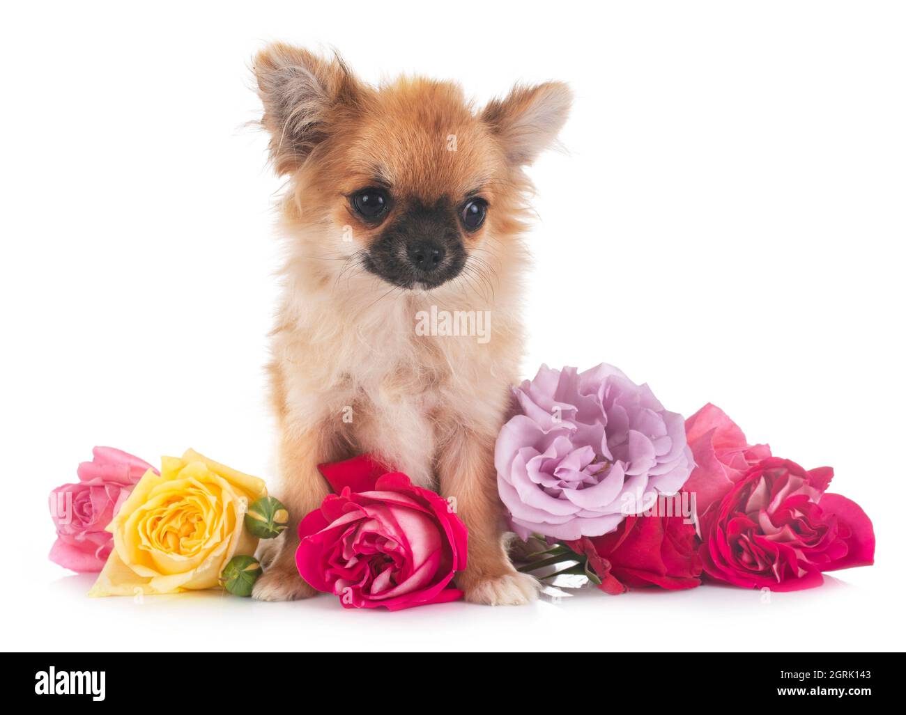 White dog rose cut out hi-res stock photography and images - Alamy