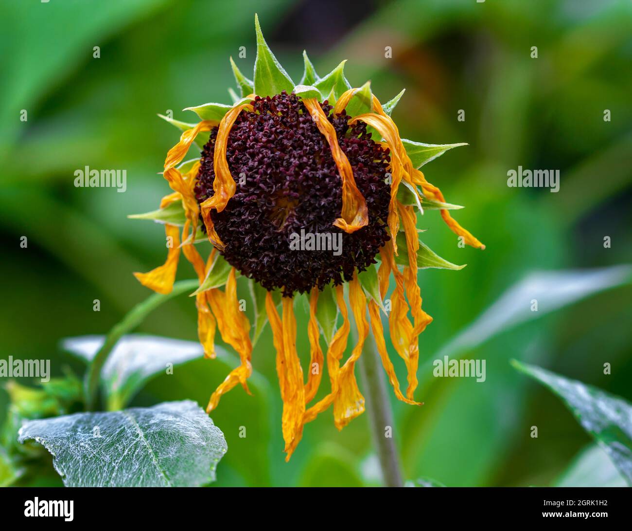 City sunflower hi-res stock photography and images - Alamy