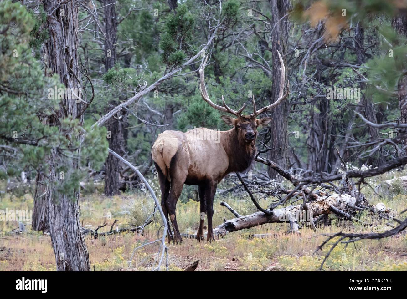 Rocky Mountain Elk (Cervus elaphus nelsoni, Rocky Mountain national ...