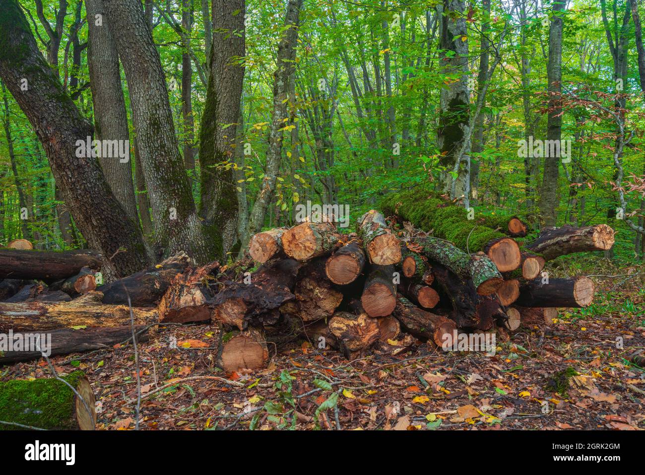Sawed trees in a green forest Stock Photo - Alamy