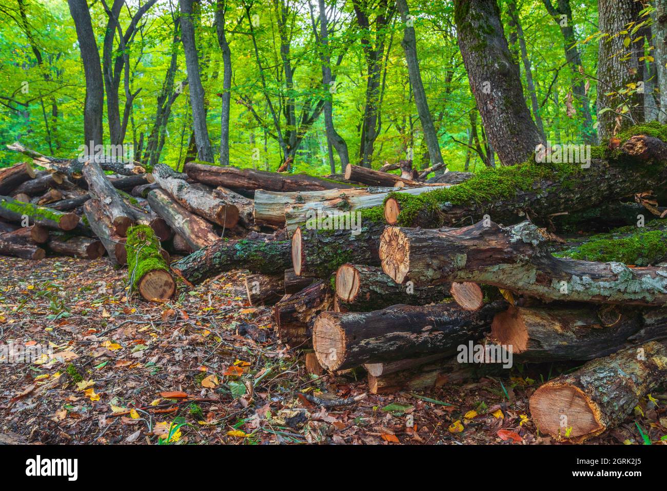 Sawed trees in a green forest Stock Photo - Alamy