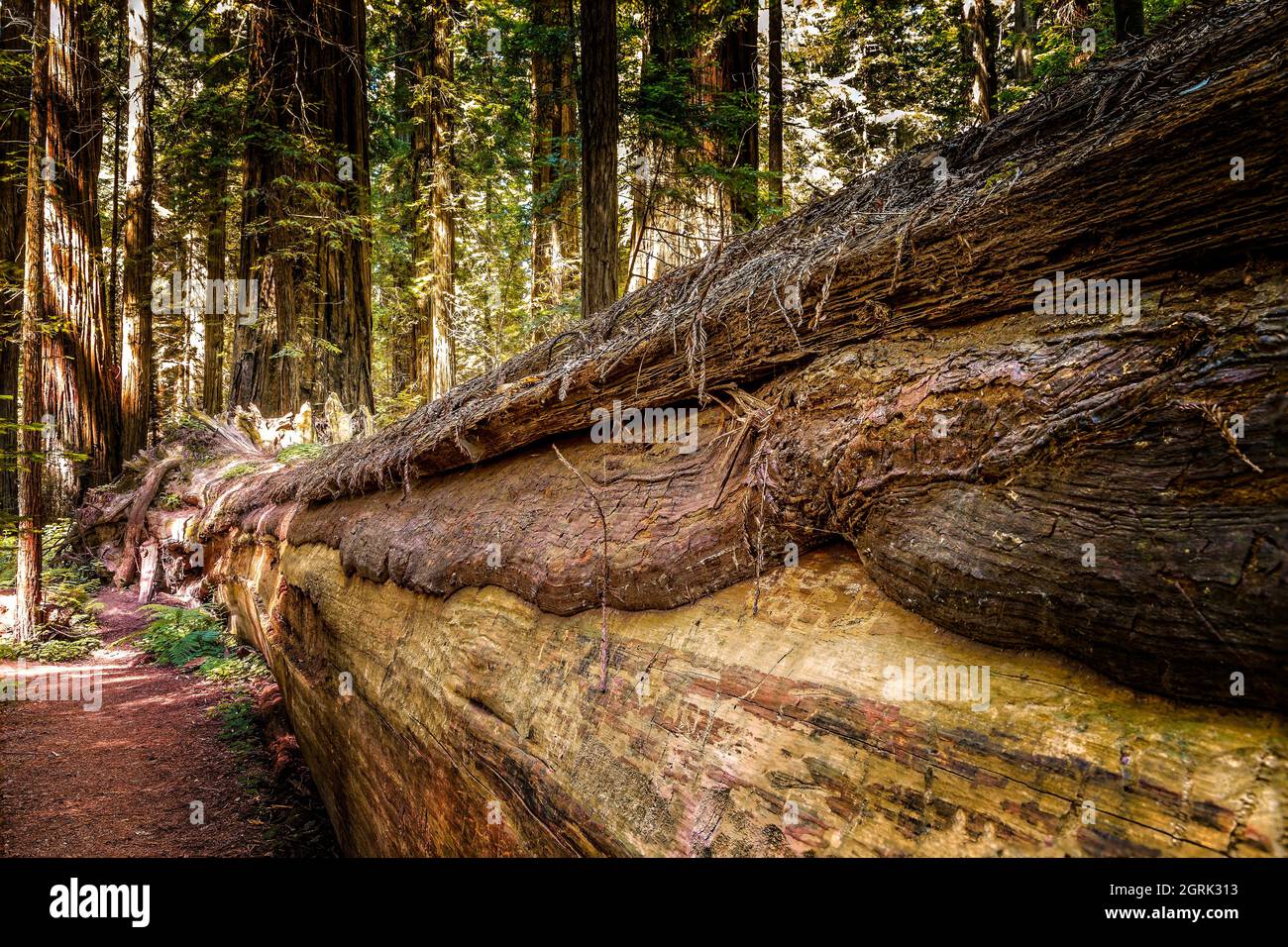 Trea tree hi-res stock photography and images - Alamy