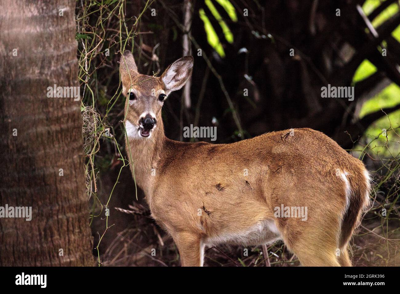 Myakka river state park deer hi-res stock photography and images - Alamy