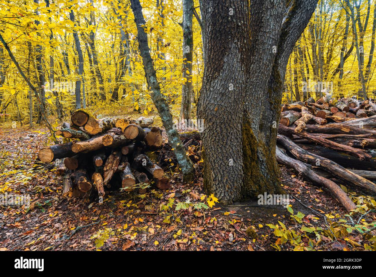 Sawed trees in a autumn forest Stock Photo - Alamy